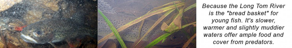 Cutthroat Trout Migration Study