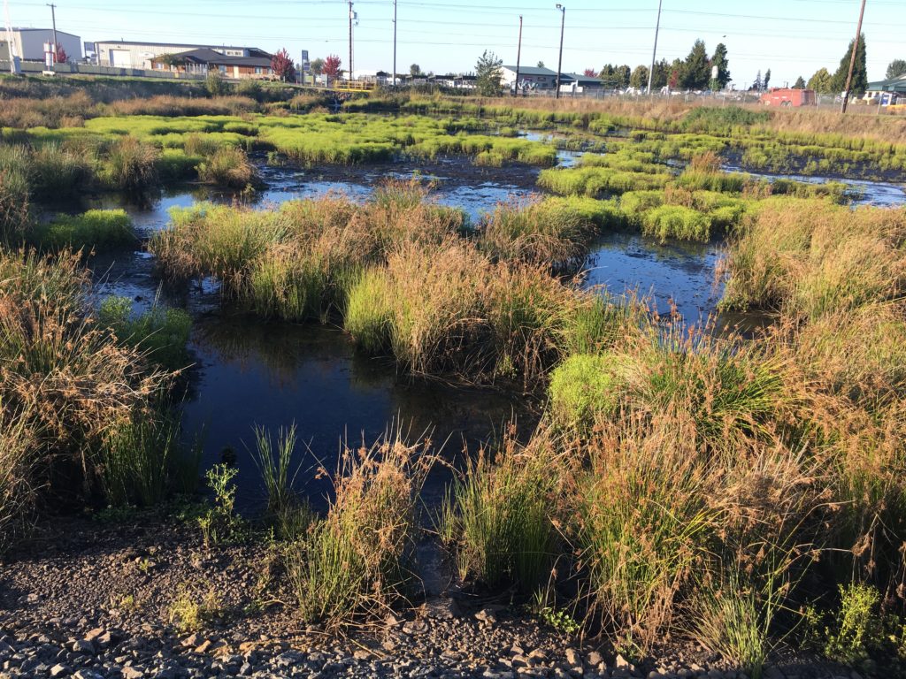 Seneca Sawmill | Long Tom Watershed Council